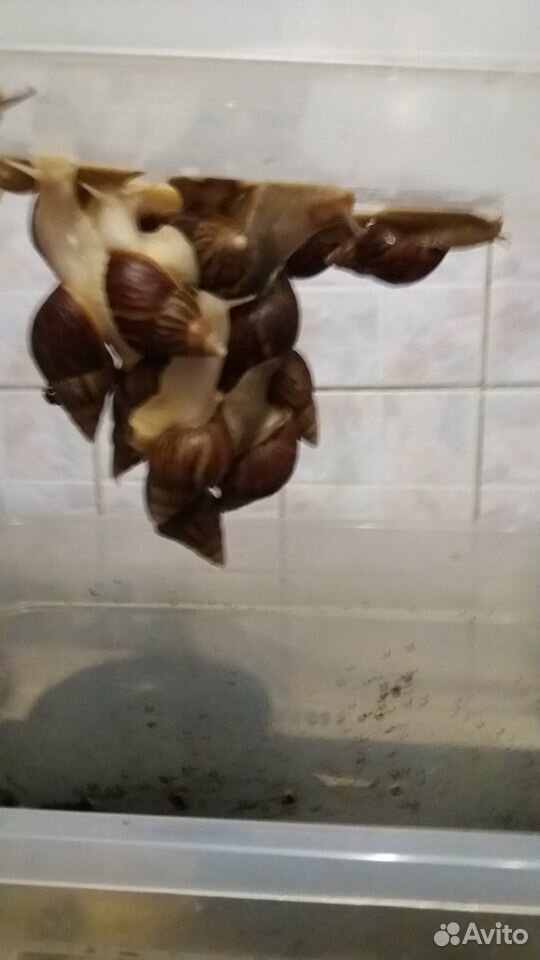 Улитки Ахитины