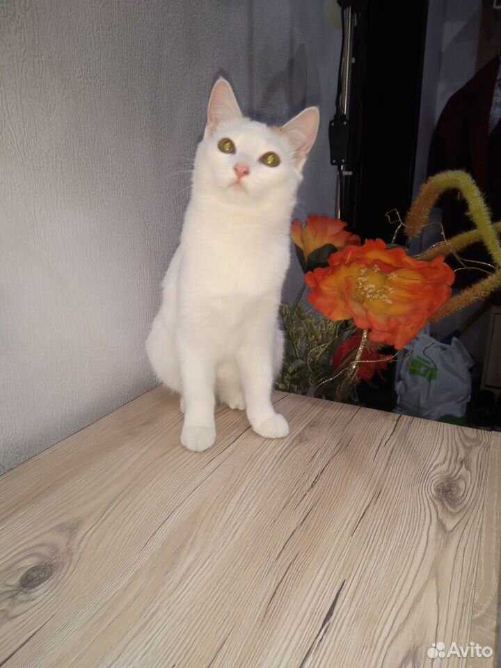 Бело-рыжее чудо