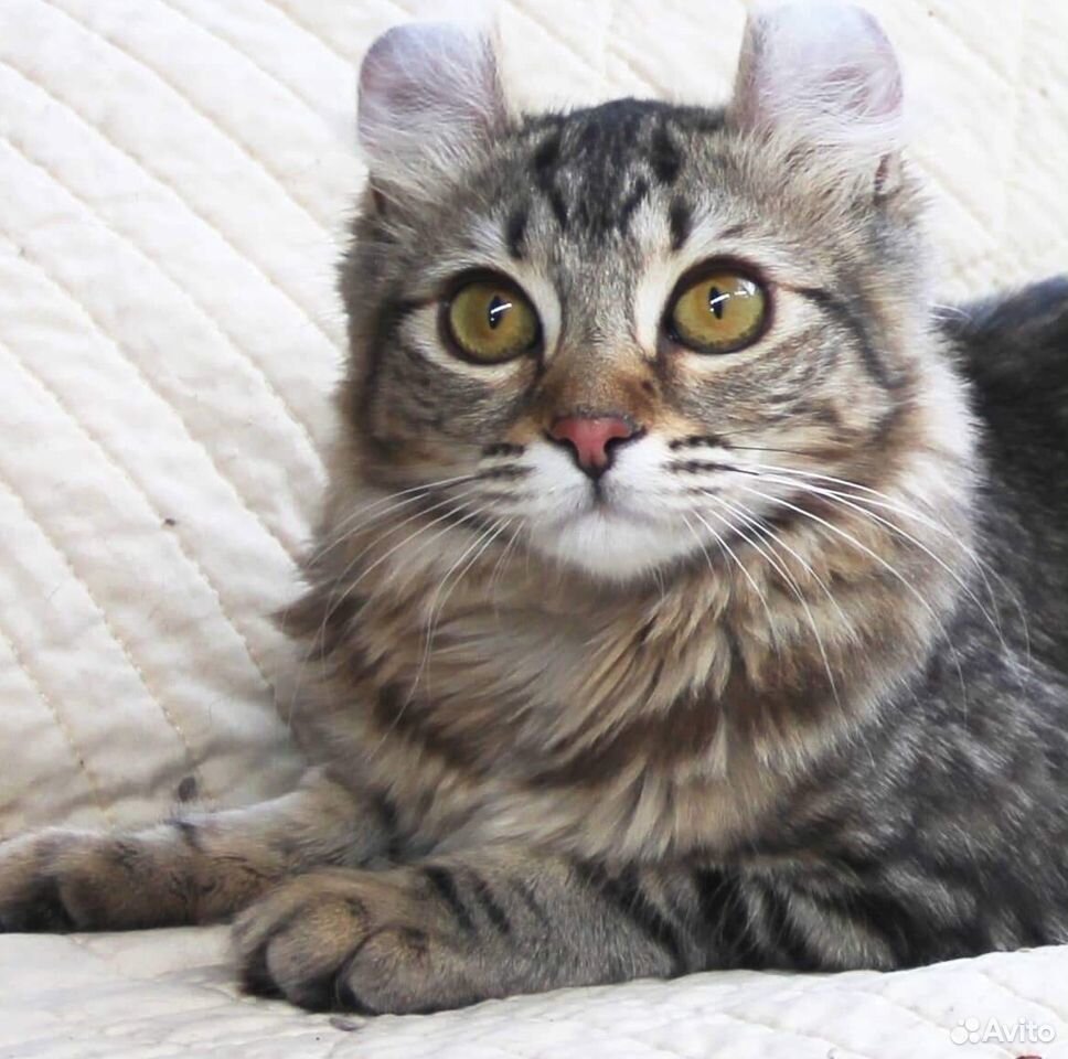 Девочка чистокровная Американский керл