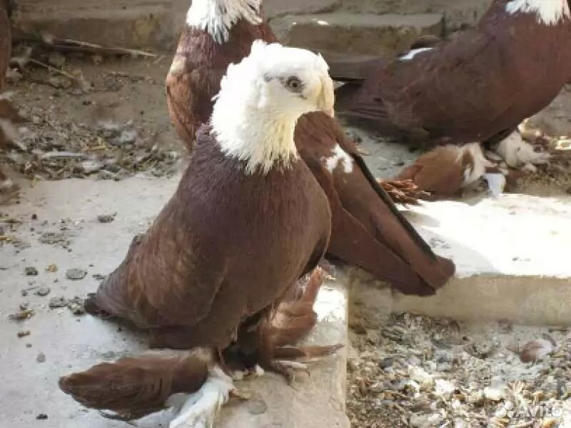 Голуби благодарненские двухчубые