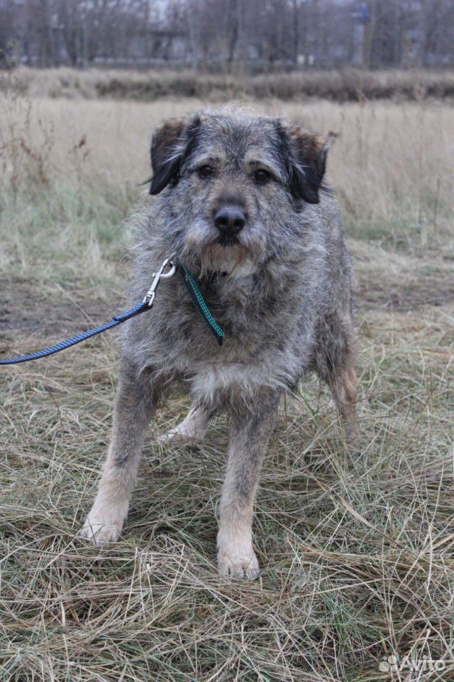 Милая собака Тоша в добрые руки бесплатно