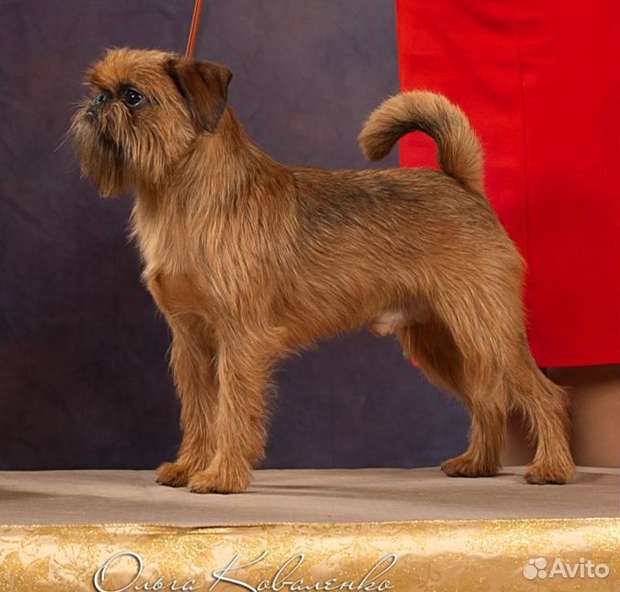 Брюссельский гриффон вязка