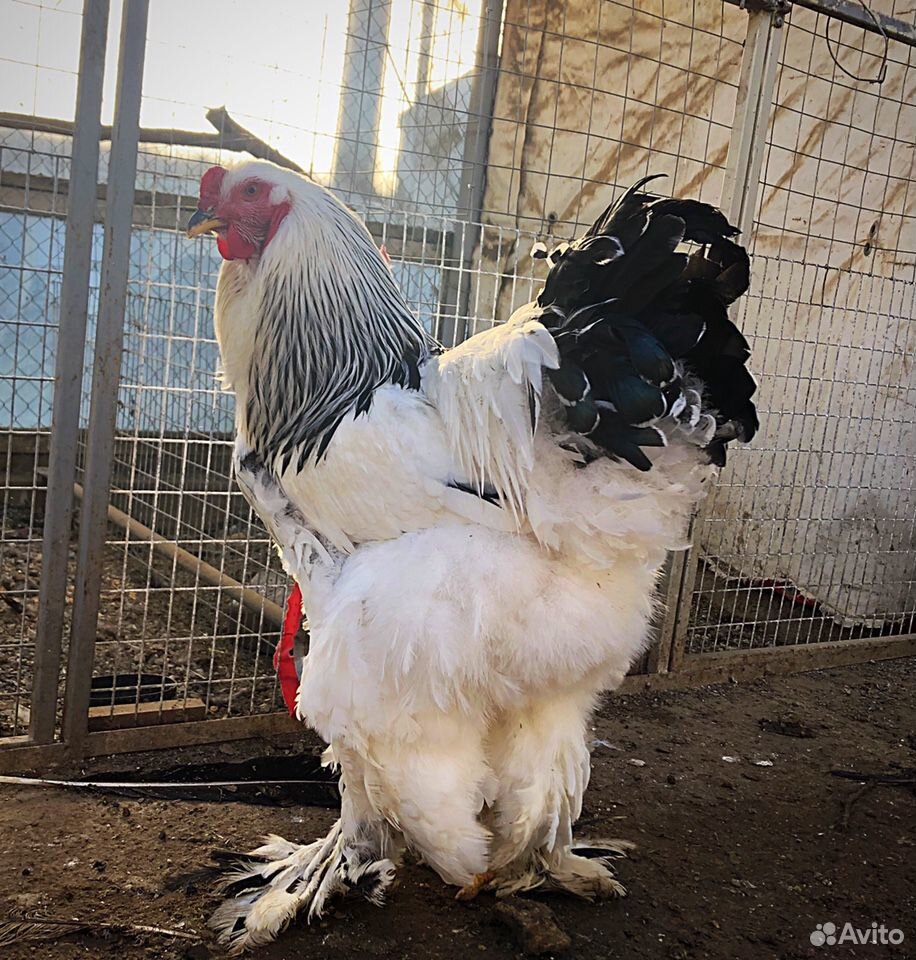 Петухи брама и павлины