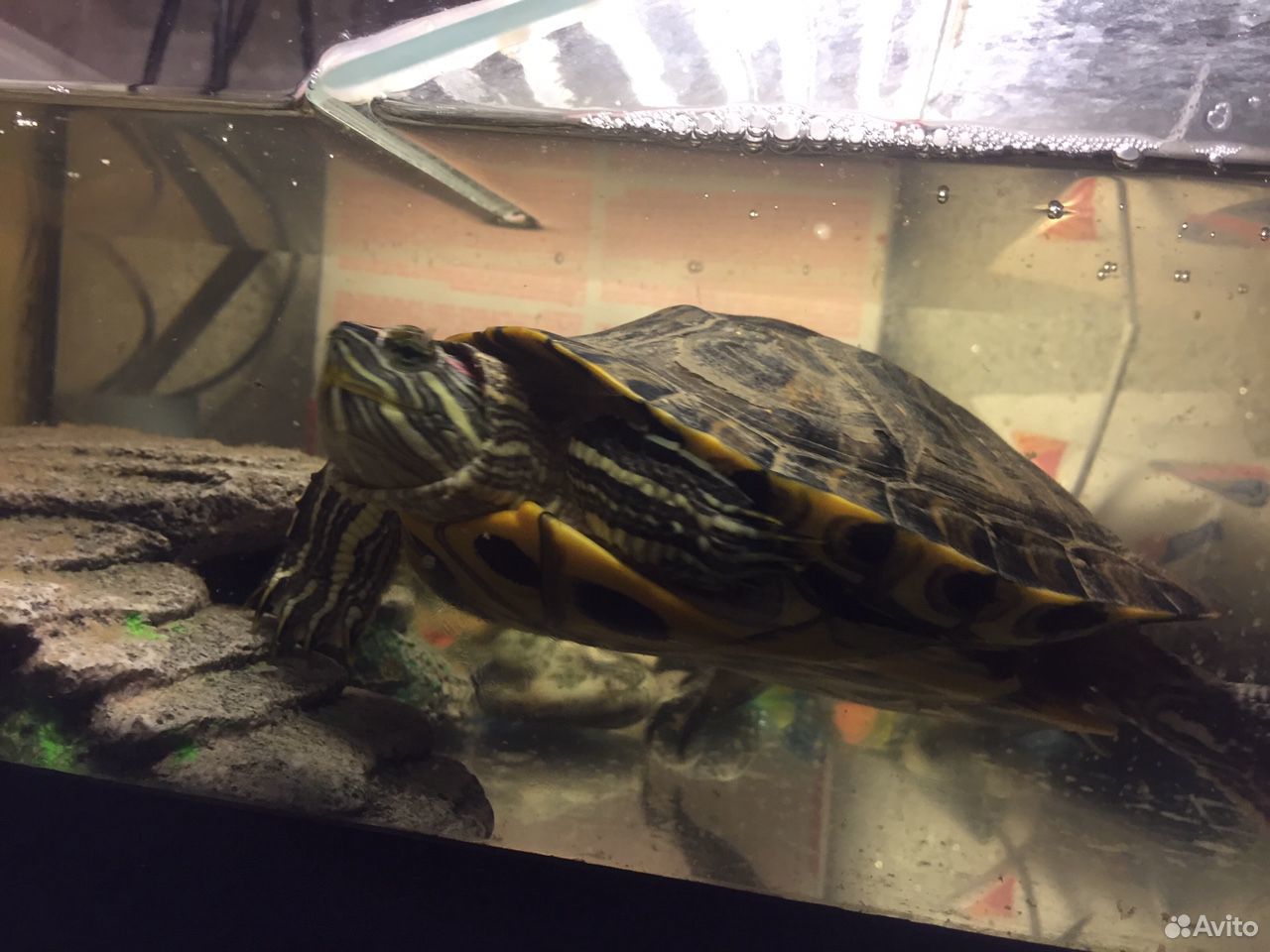 Черепаха в хорошие руки бесплатно