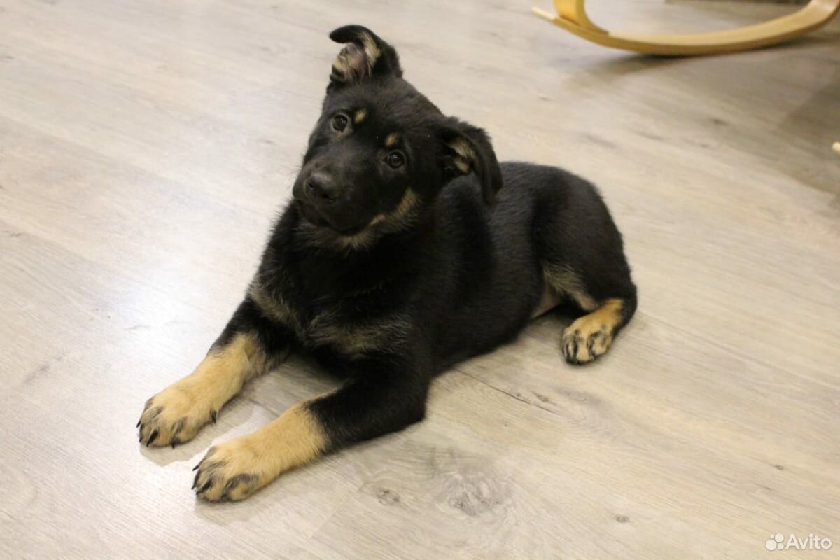 Красивая черно-подпалая девочка