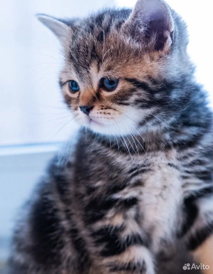 Шотландский котенок (мраморный) вискас