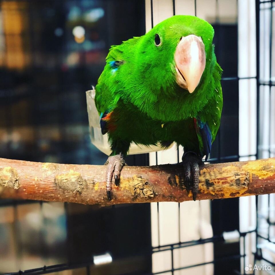 Выкормыш эклектуса (самец)