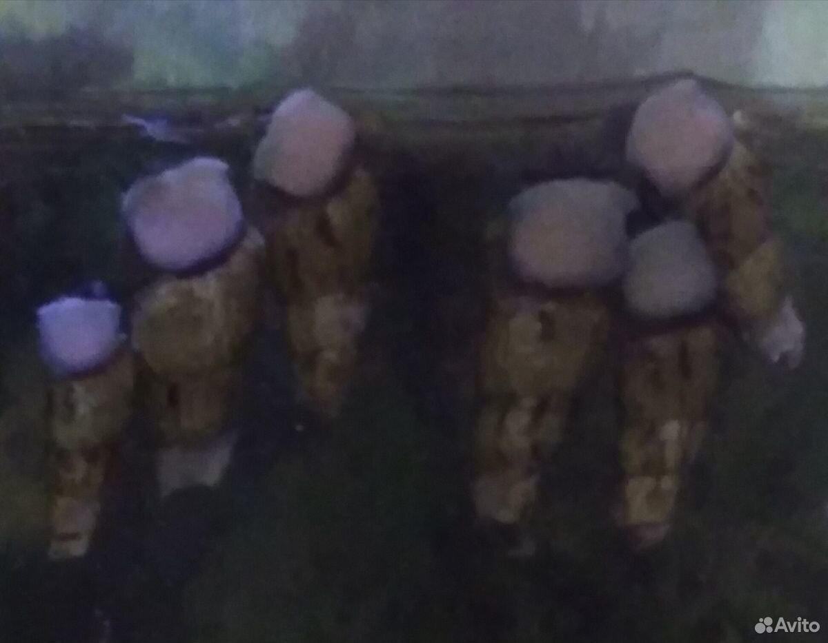 Улитки аквариумные