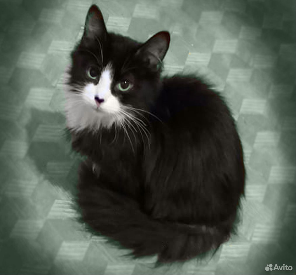 Котенок Кноп Кнопыч