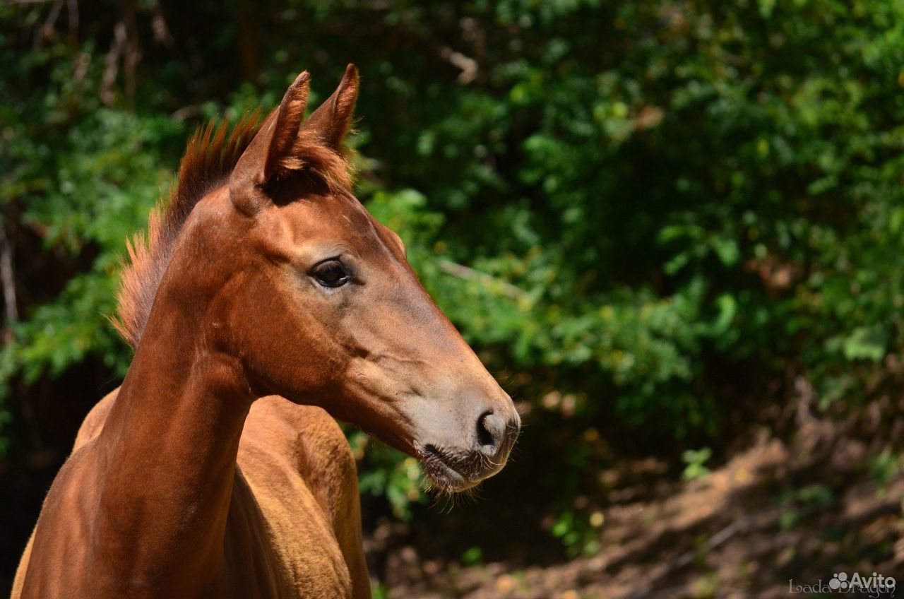 Продаётся молодняк