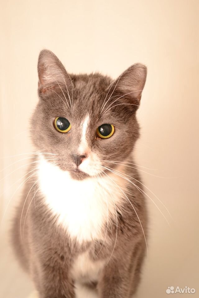 Кошка Грейси