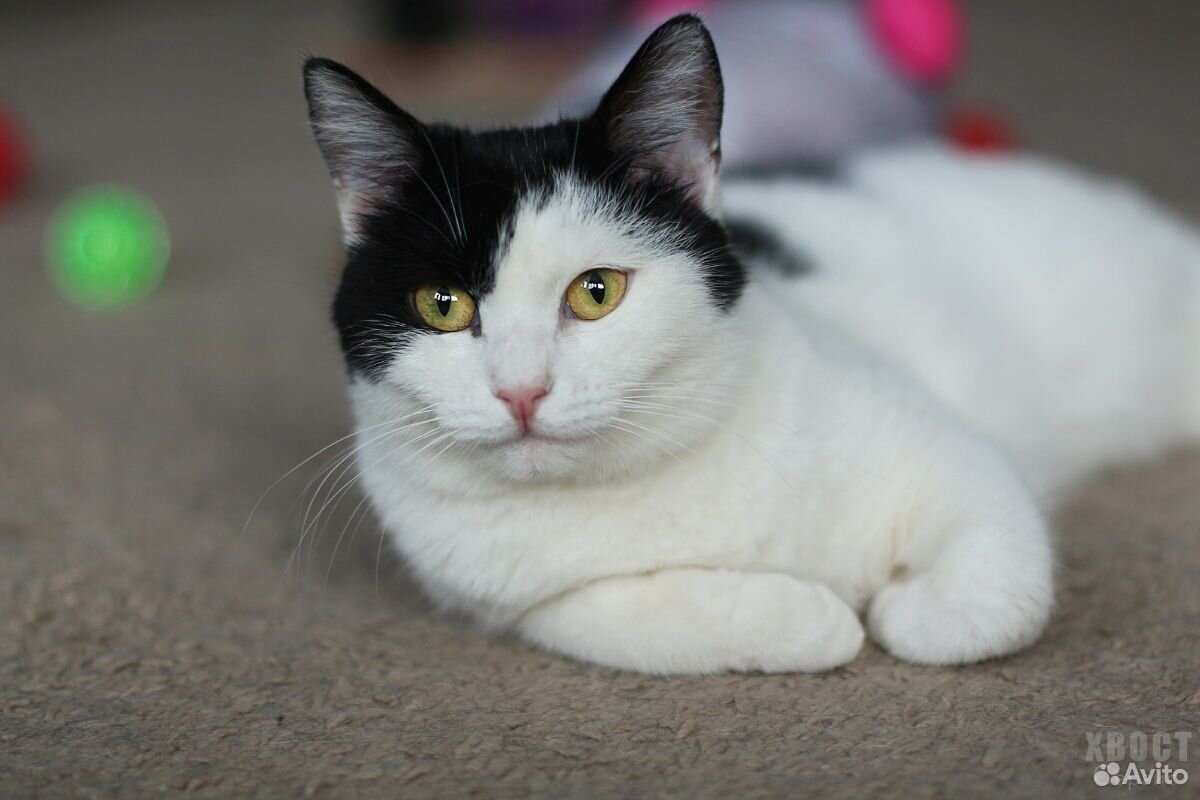 Кошка Агата, Черно-белая актриса