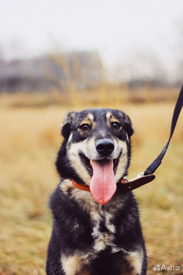 Добрейший пёс в дар