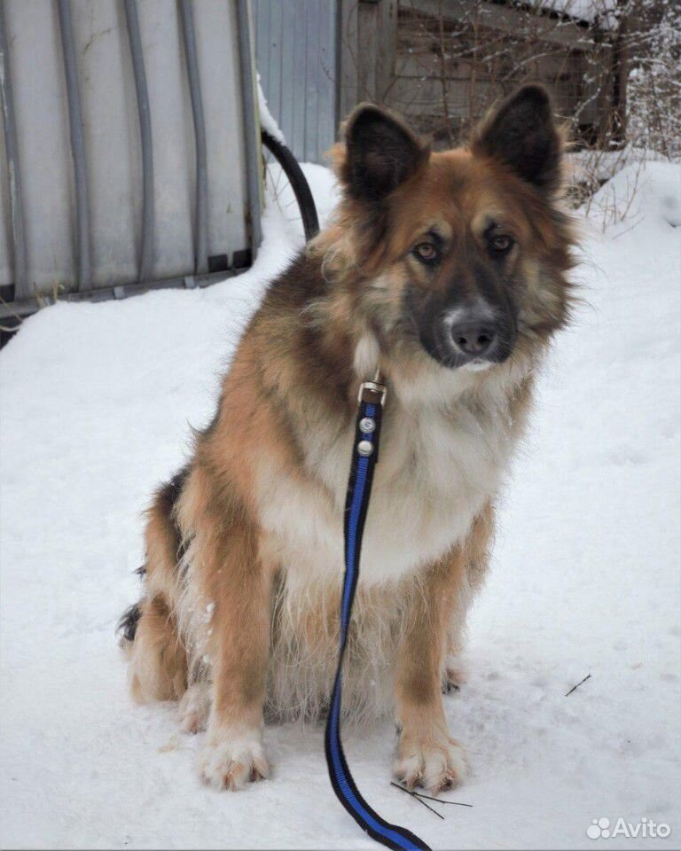 Собака Рикки ищет дом