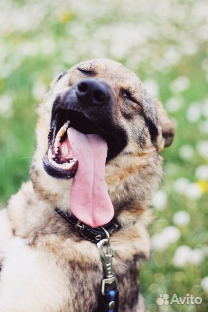 Собака-позитив Томми в дар