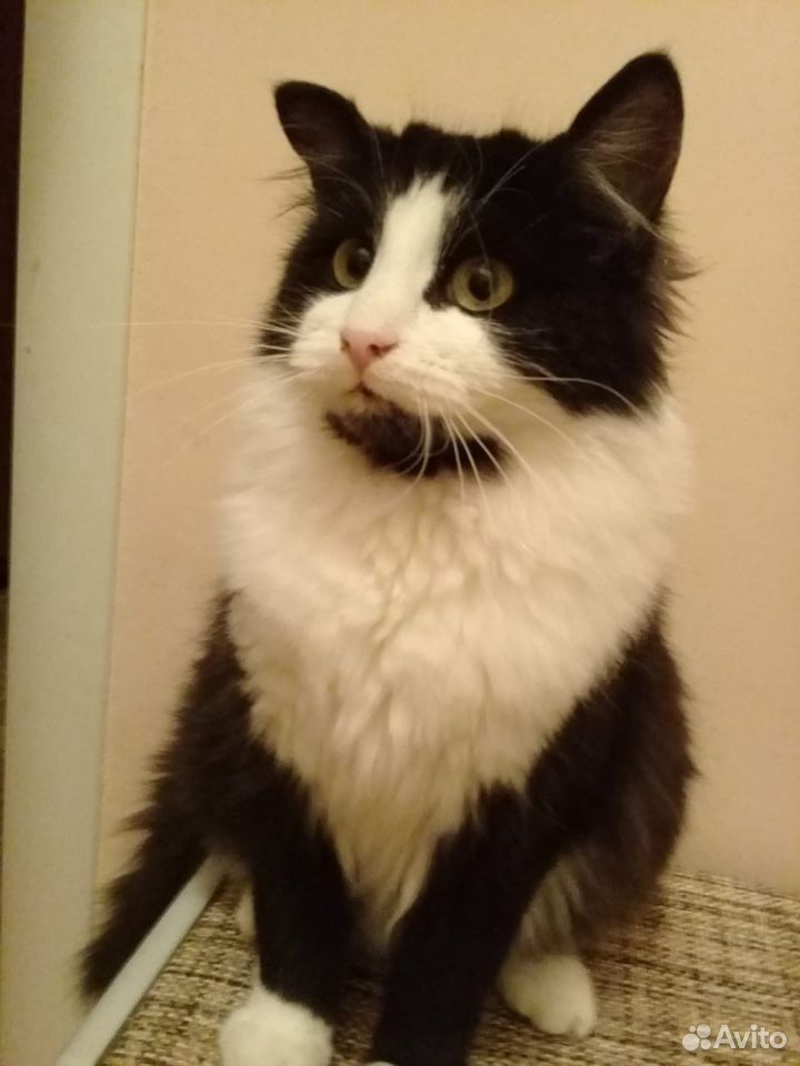 Ласковый котик Моня ищет дом