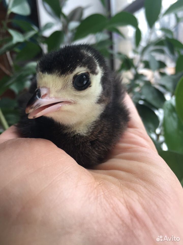 Инкубационные яйца индейки куриные индоутки