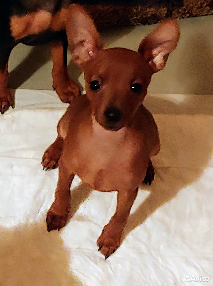 Продается Цвергпинчер