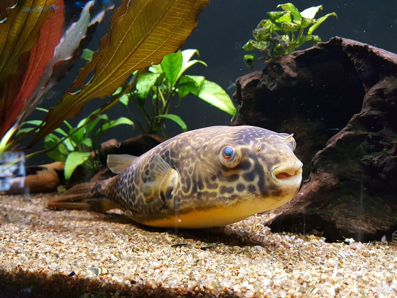 Продается тетрадон мбу