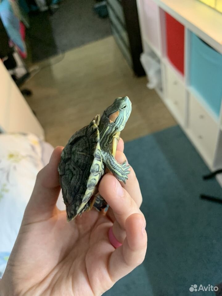 Черепаха и аквариум (акватеррариум)