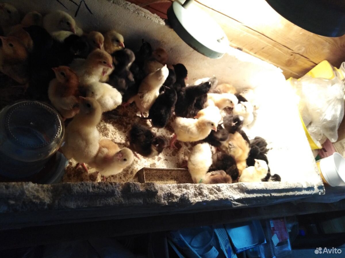 Цыплята