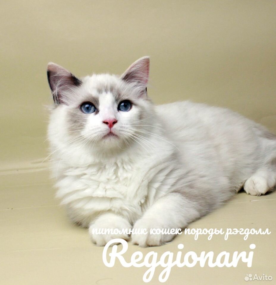 Девочка рэгдолл