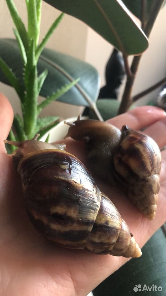 Улитка-Ахатин