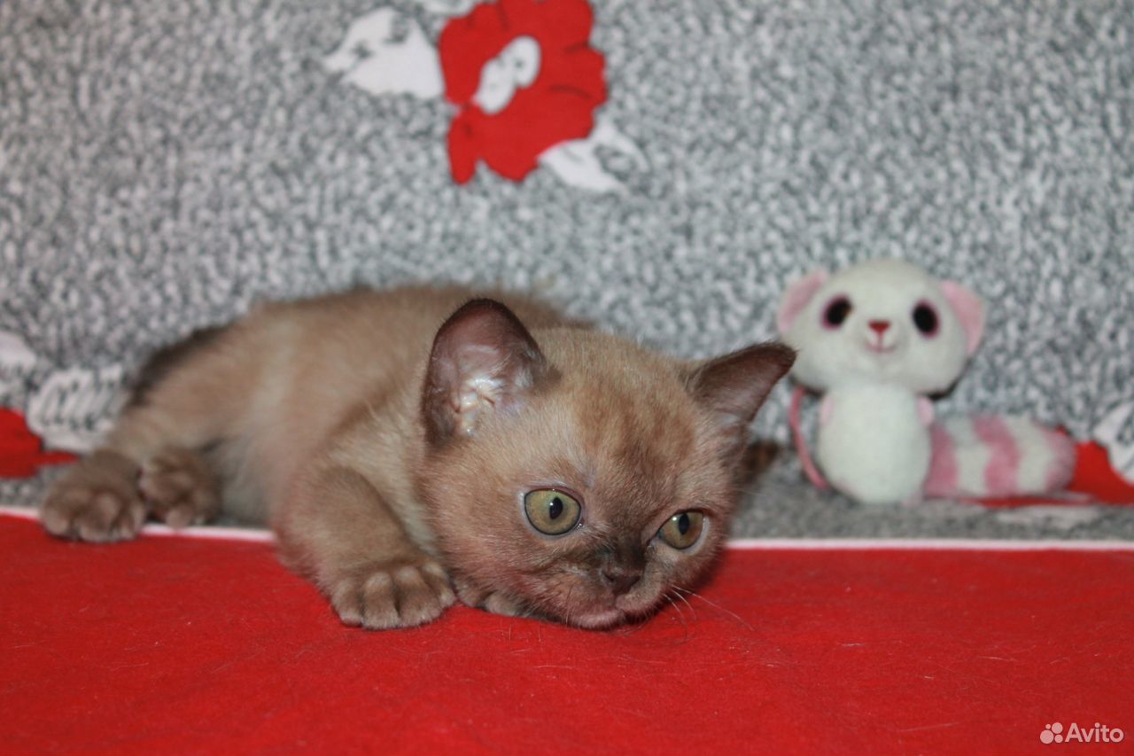 Американская традиционная бурма