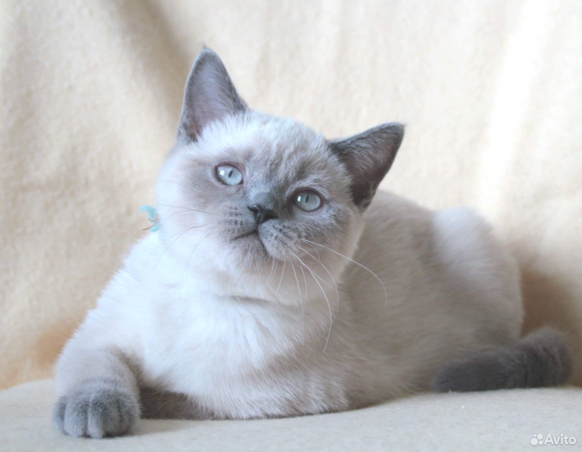 Британский малыш