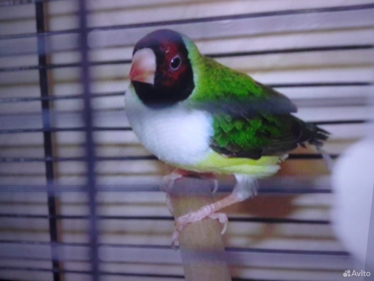 Амадин Гульда