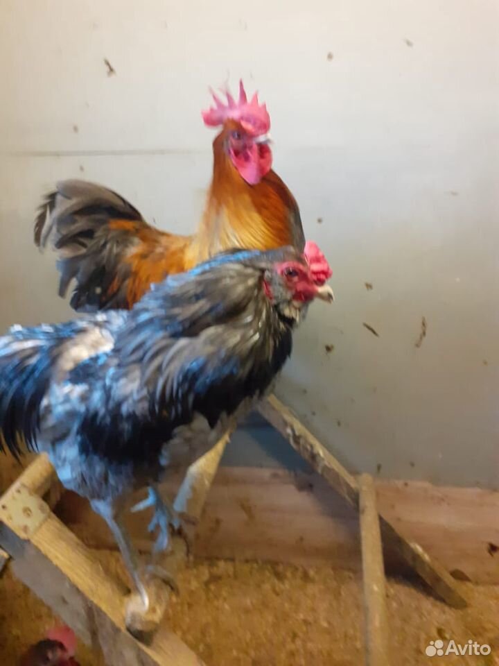 Продам породистых петухов