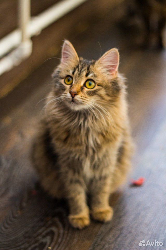 Кошка ищет дом