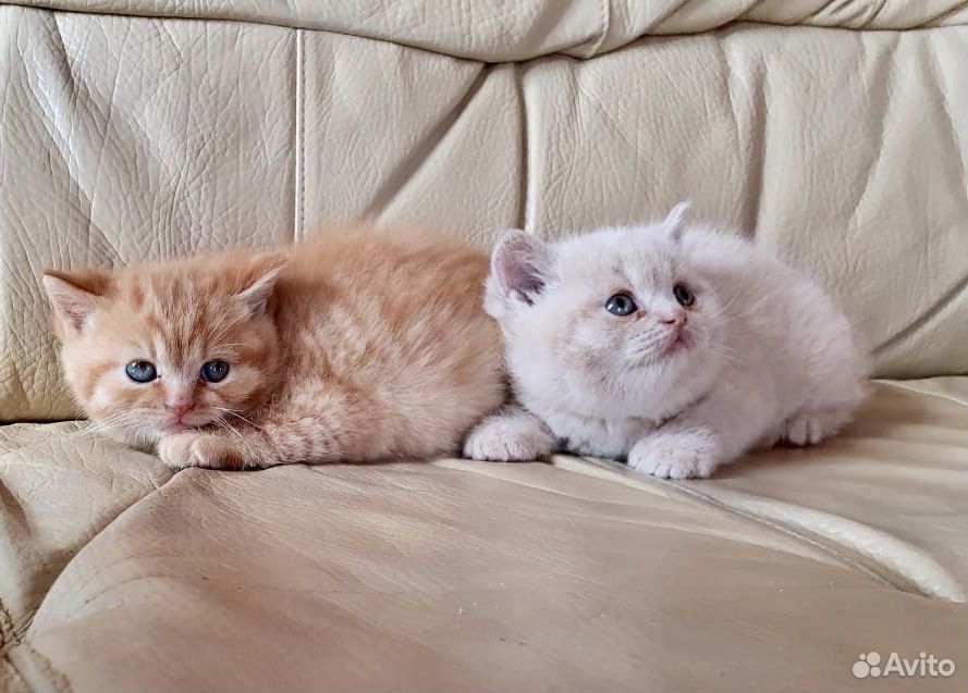 Британские котята