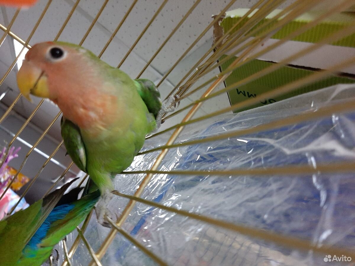 Птенец неразлучника