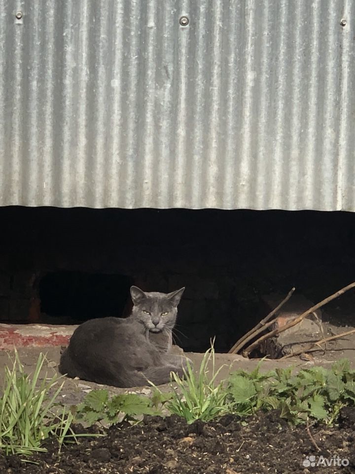 Кот в добрые руки