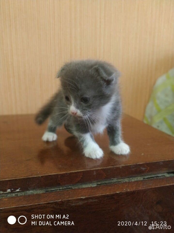 Вислоухие Шотландские котята