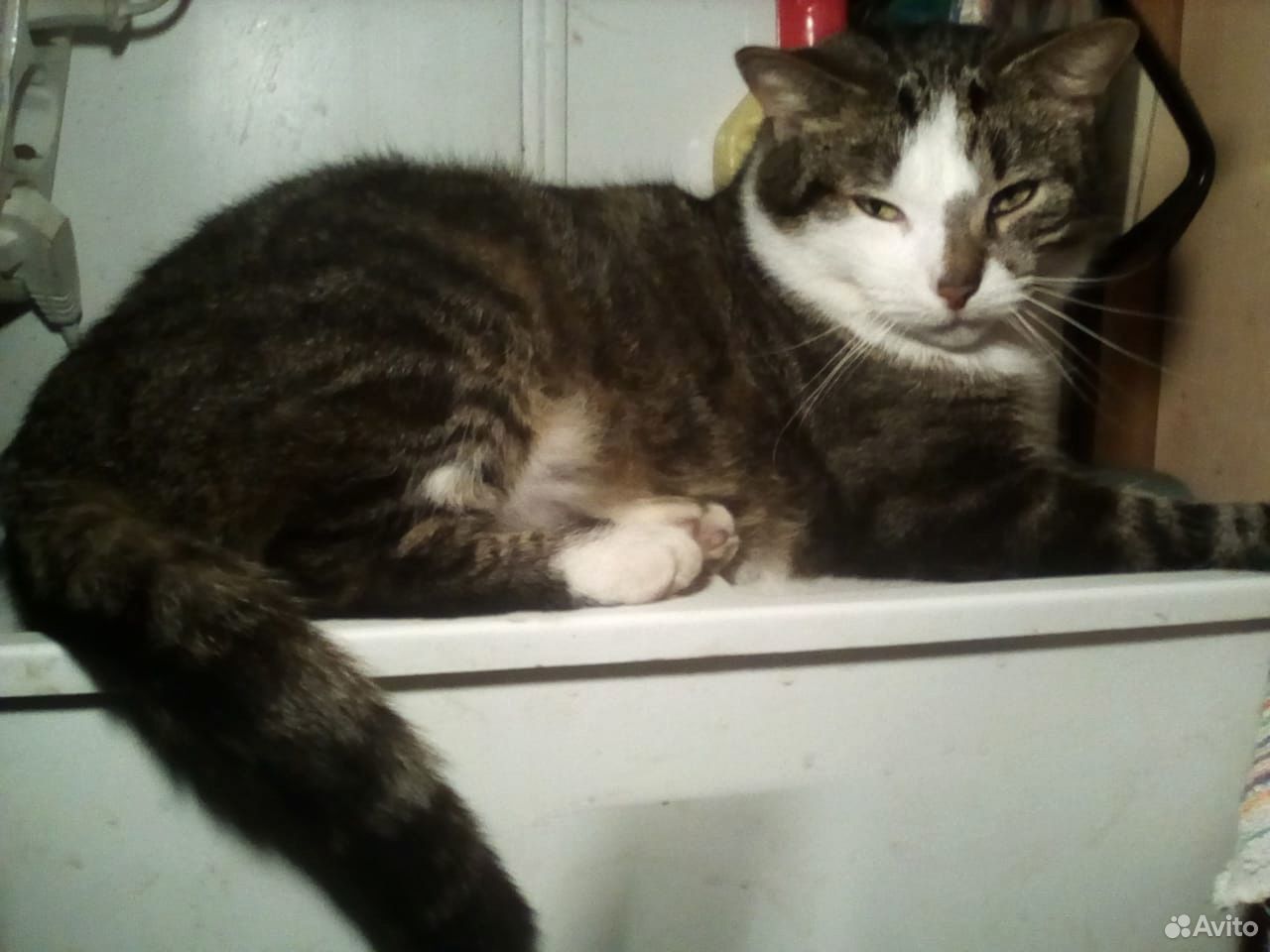 Котик ищет дом