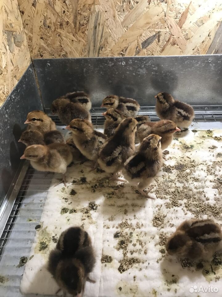 Цыплята Билефельдер