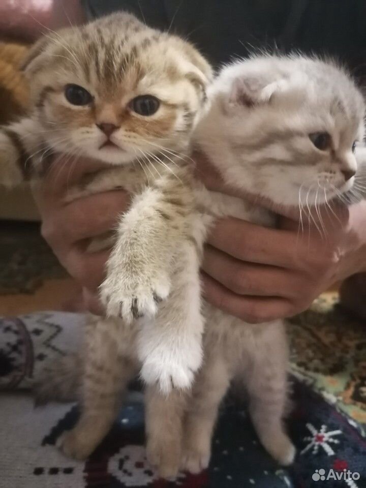 Шотландские веслоухие котята