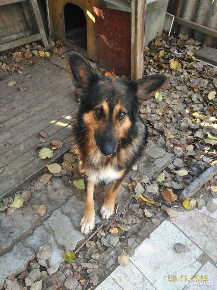 Кобель 9 лет (метис овчарки)