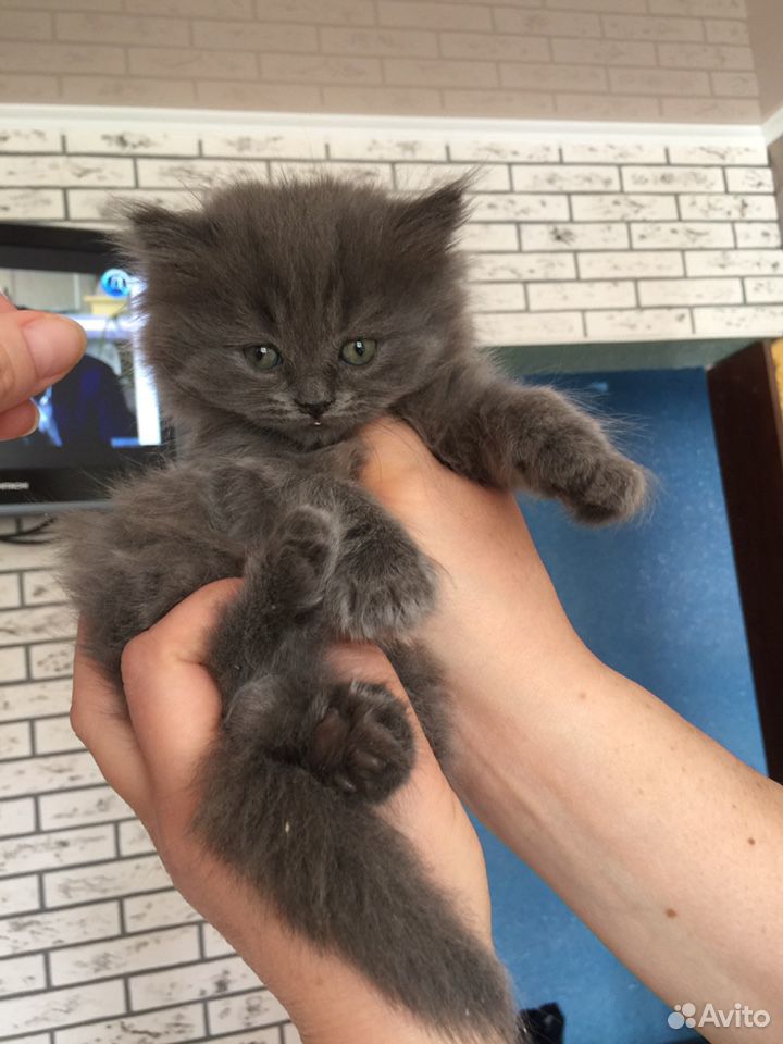 Котенок