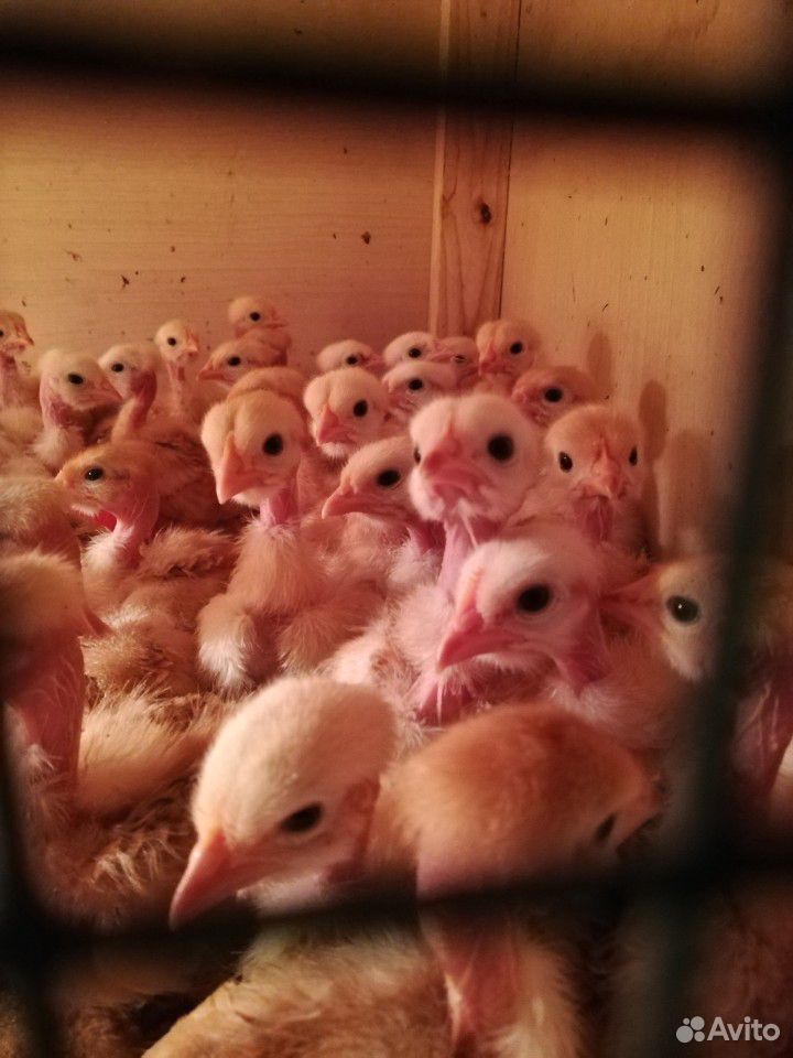 Мастер Грей и Голошейка