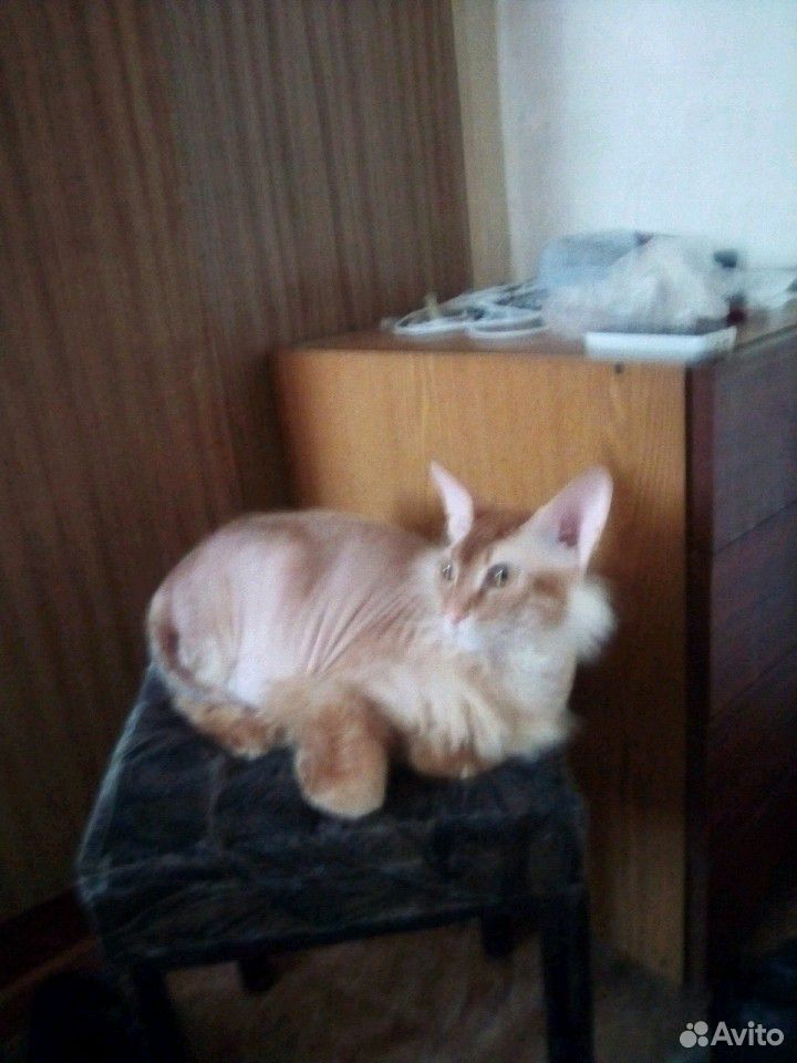 Полусфинкс