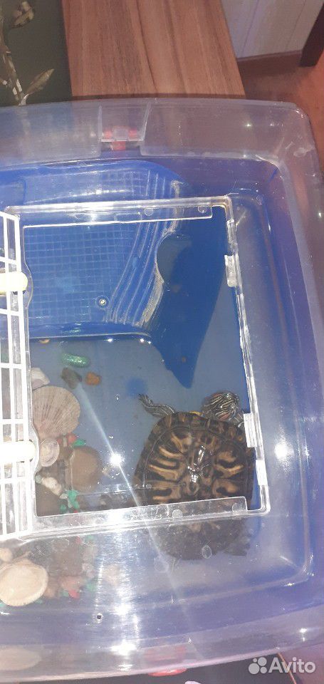 Черепашка с аквариумом