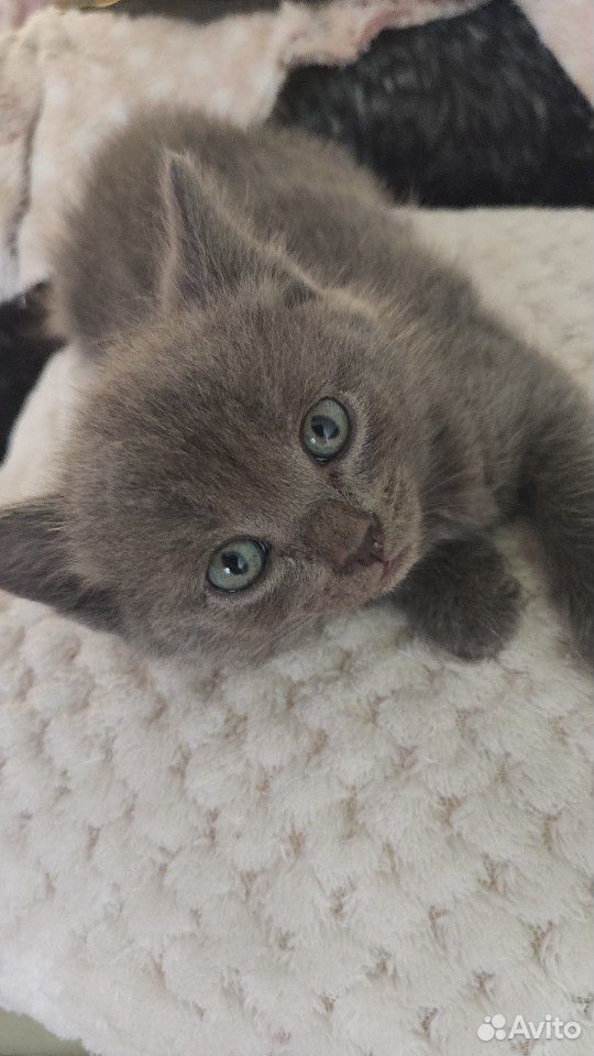 Лапочка котик