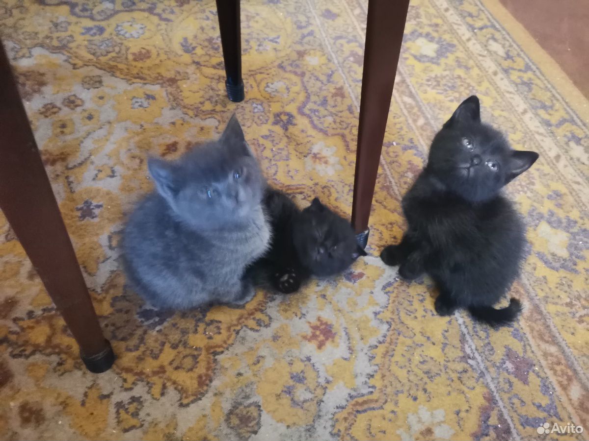 Шотландские котята
