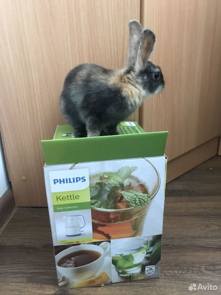Кролик