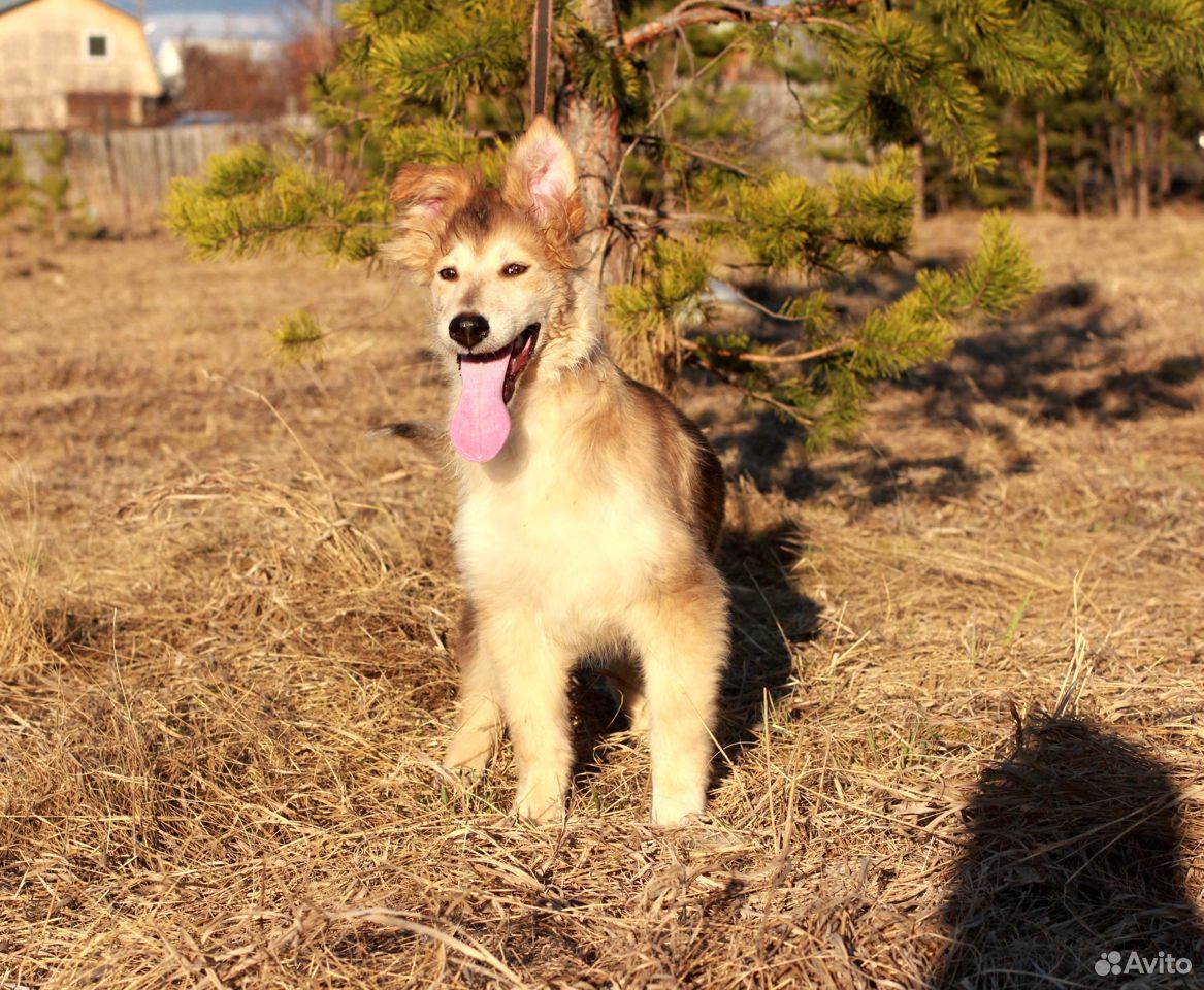 Щенуля Шейла-пушистое очарование, в дар
