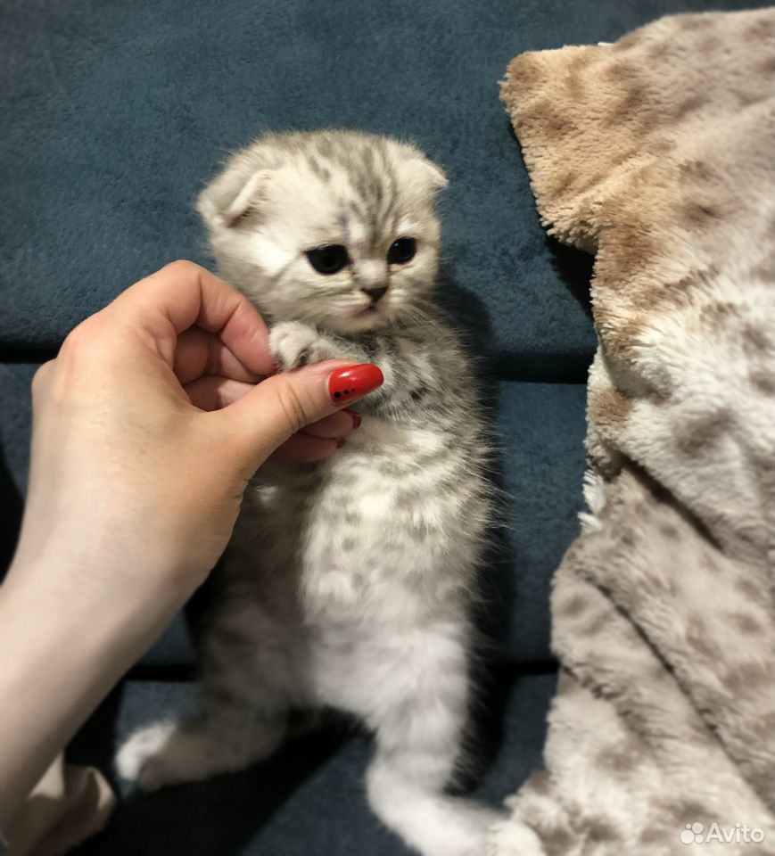 Продаются котята Шотландской породы