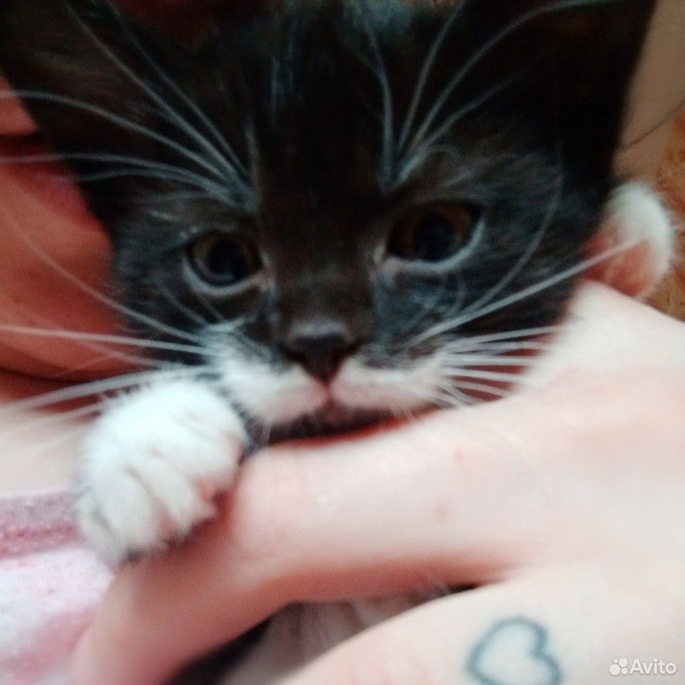 Котенок девочка турецкая ангора в добрые руки